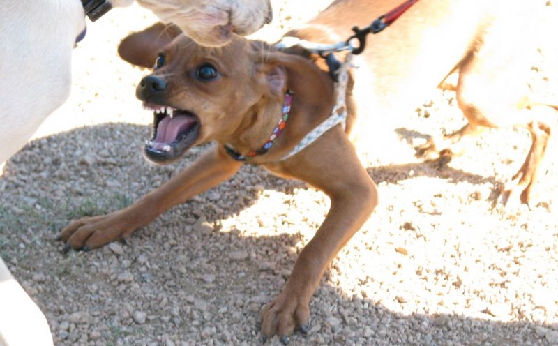 Unthinking Animal | Christian Examiner